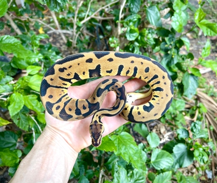 VPI Axanthic Blade Clown Poss Leopard Ball Python by Adam Chesla ...