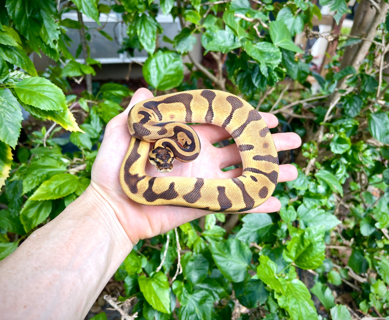 Super OD Leopard Enchi Poss YB Ball Python by Adam Chesla Reptiles ...