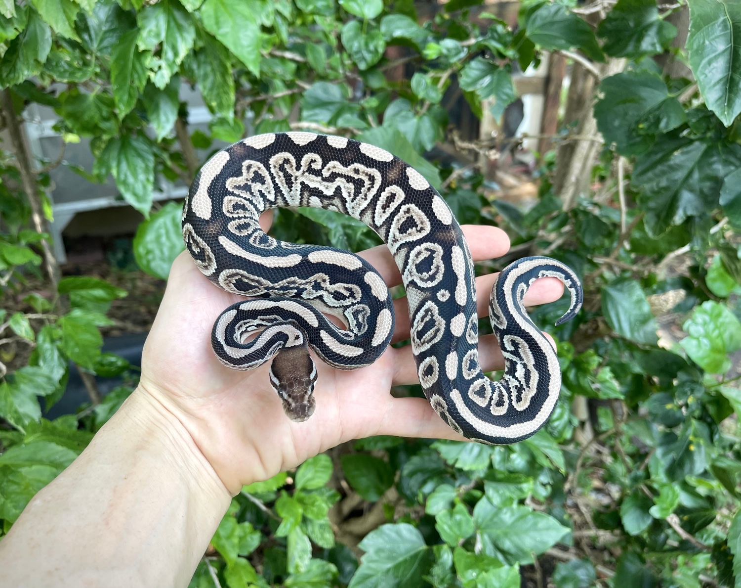 Vpi Axanthic Black Pastel 100% Het Clown Ball Python by Adam Chesla ...