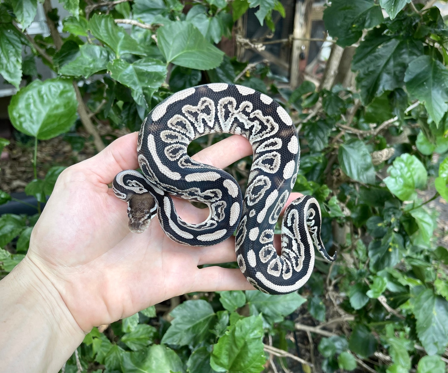 Vpi Axanthic Black Pastel 100% Het Clown Ball Python by Adam Chesla ...