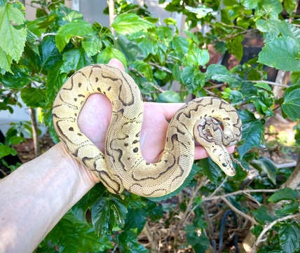 Pastel Zebra Ball Python by Adam Chesla Reptiles - MorphMarket