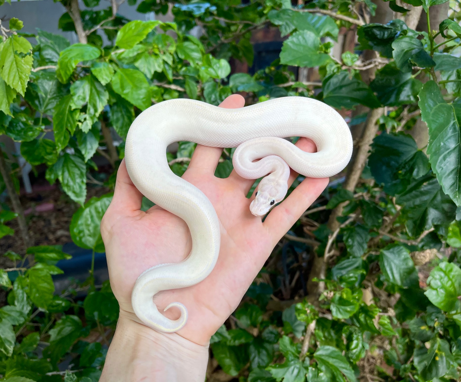 Ivory 100% Het VPI Axanthic Hypo(True Ghost) Ball Python by Adam Chesla ...