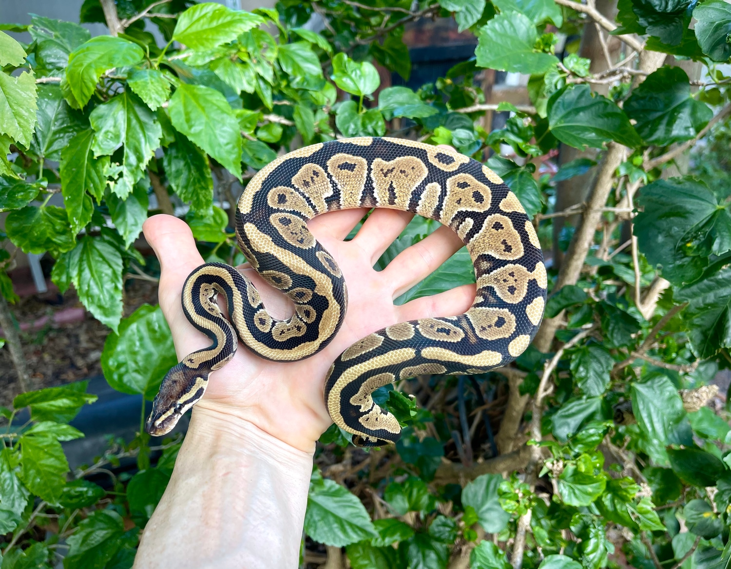 Specter/YB 100% Het VPI Axanthic Hypo(True Ghost) Ball Python by Adam ...