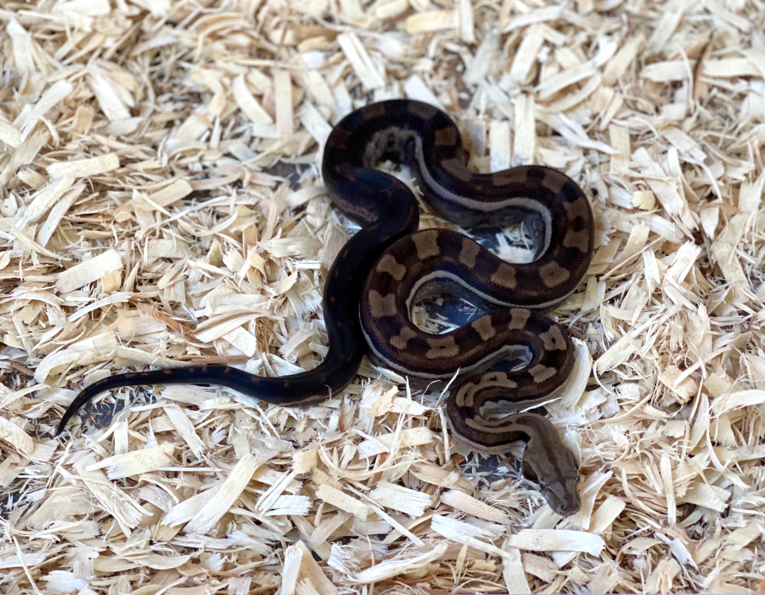 Inca Motley 100% Het El Diablo(Ca T+ Albino Blood) Boa Constrictor by ...