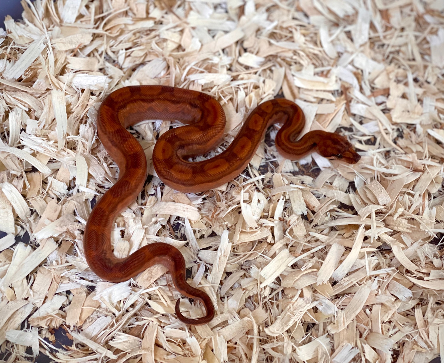 El Diablo Motley Boa Constrictor by Adam Chesla Reptiles - MorphMarket