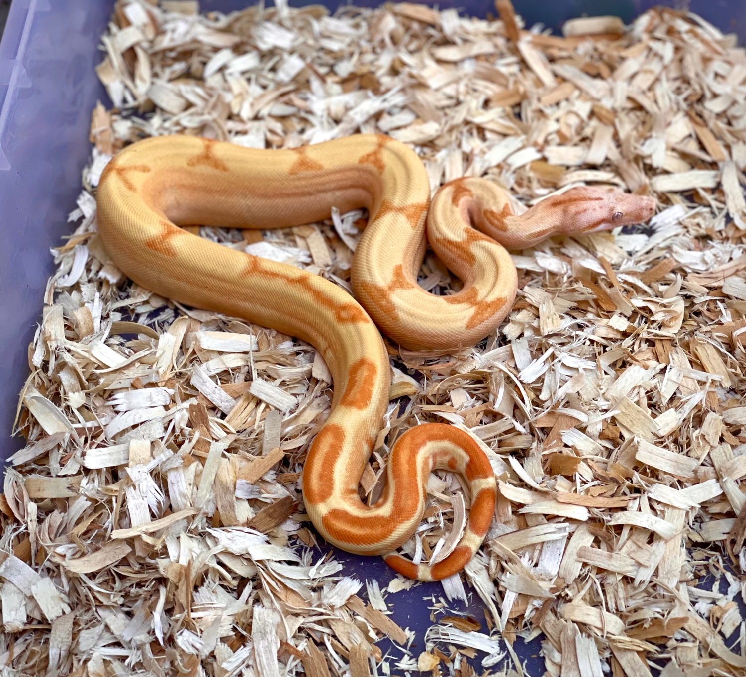 Super Sunglow Coral Lipstick Pastel Aby Boa Constrictor by Adam Chesla ...