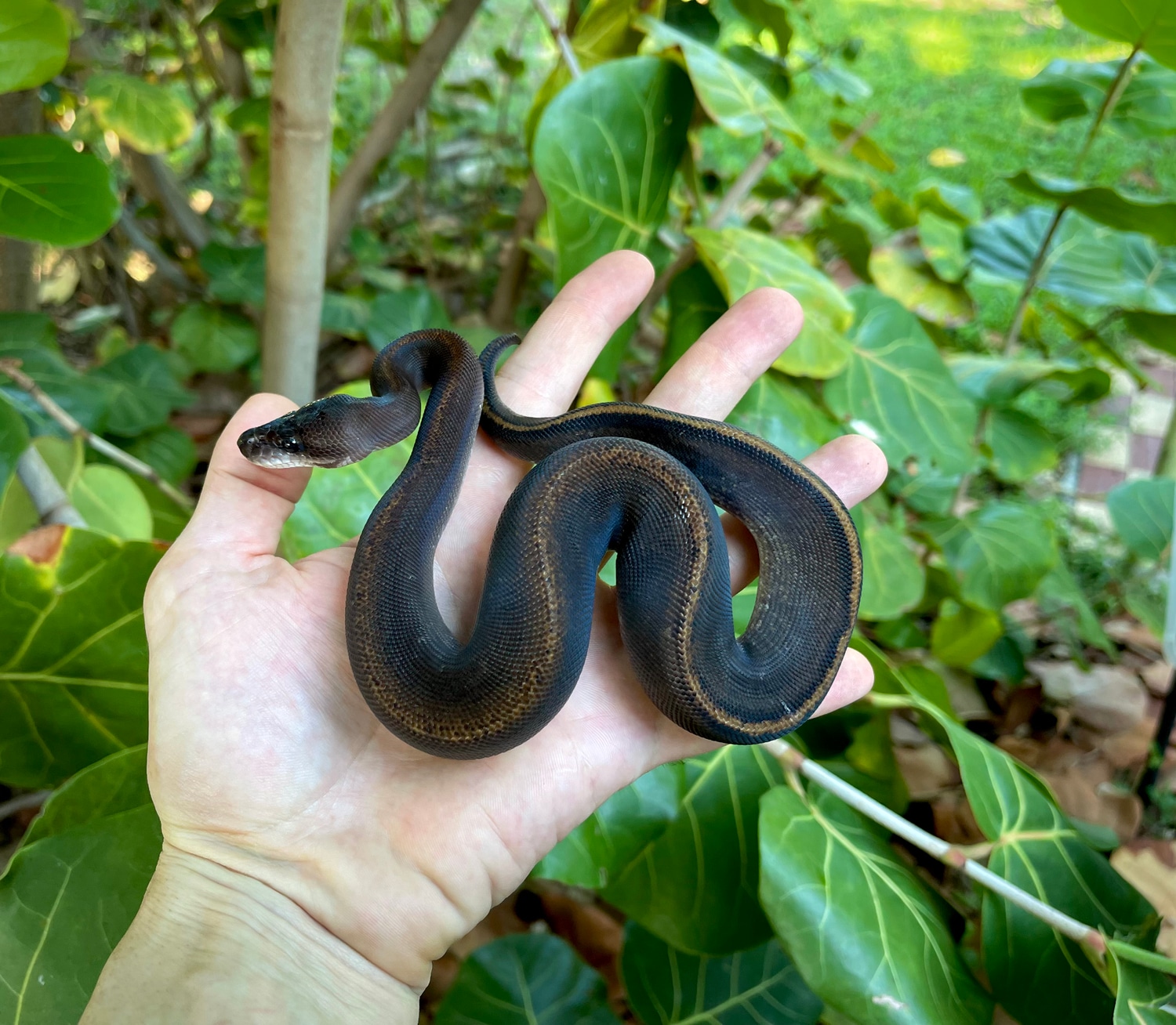Suma Poss Leopard 100% Het Clown Ball Python by Adam Chesla Reptiles ...