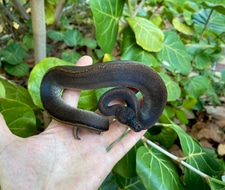 Suma Poss Leopard 100% Het Clown Ball Python by Adam Chesla Reptiles ...