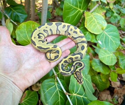 Black Head Pastel Clown Poss Leopard & Enchi Ball Python by Adam Chesla ...