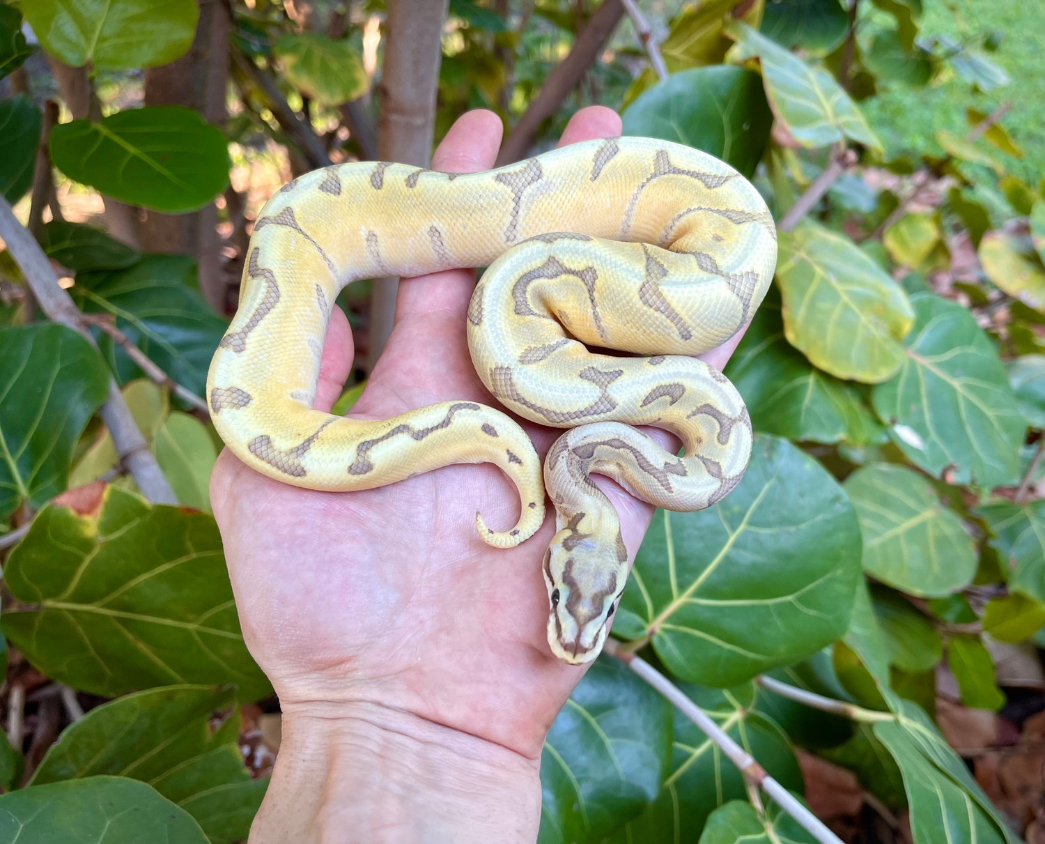 Hypo OD Mojave Enchi Spider Ball Python by Adam Chesla Reptiles ...