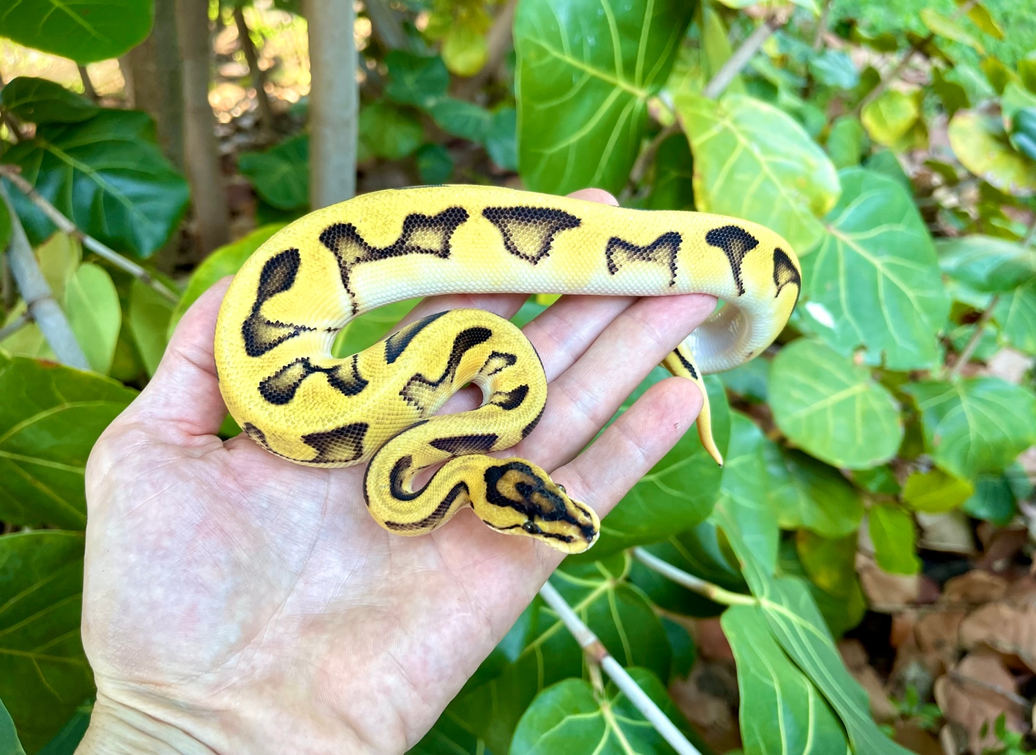 Super OD Leopard Enchi Champagne Ball Python by Adam Chesla Reptiles ...