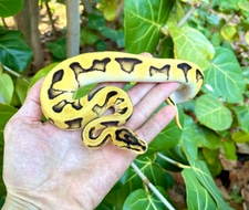 Super OD Leopard Enchi Champagne Ball Python by Adam Chesla Reptiles ...