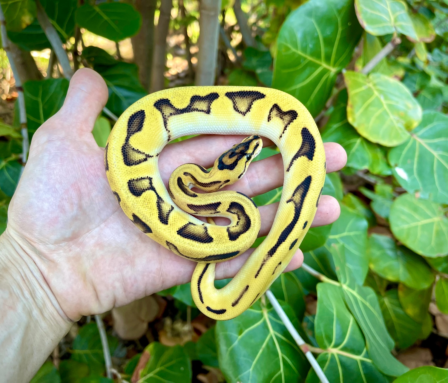 Super OD Leopard Enchi Champagne Ball Python by Adam Chesla Reptiles ...
