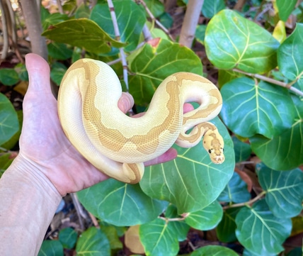 Super Pastel Desert Ghost Clown Ball Python by Adam Chesla Reptiles ...