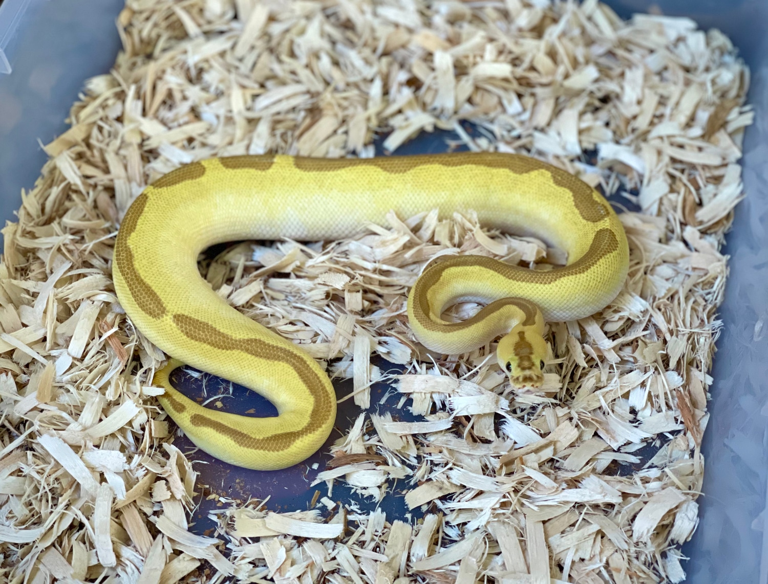 Super Enchi Butter Clown Poss Leopard Ball Python by Adam Chesla ...
