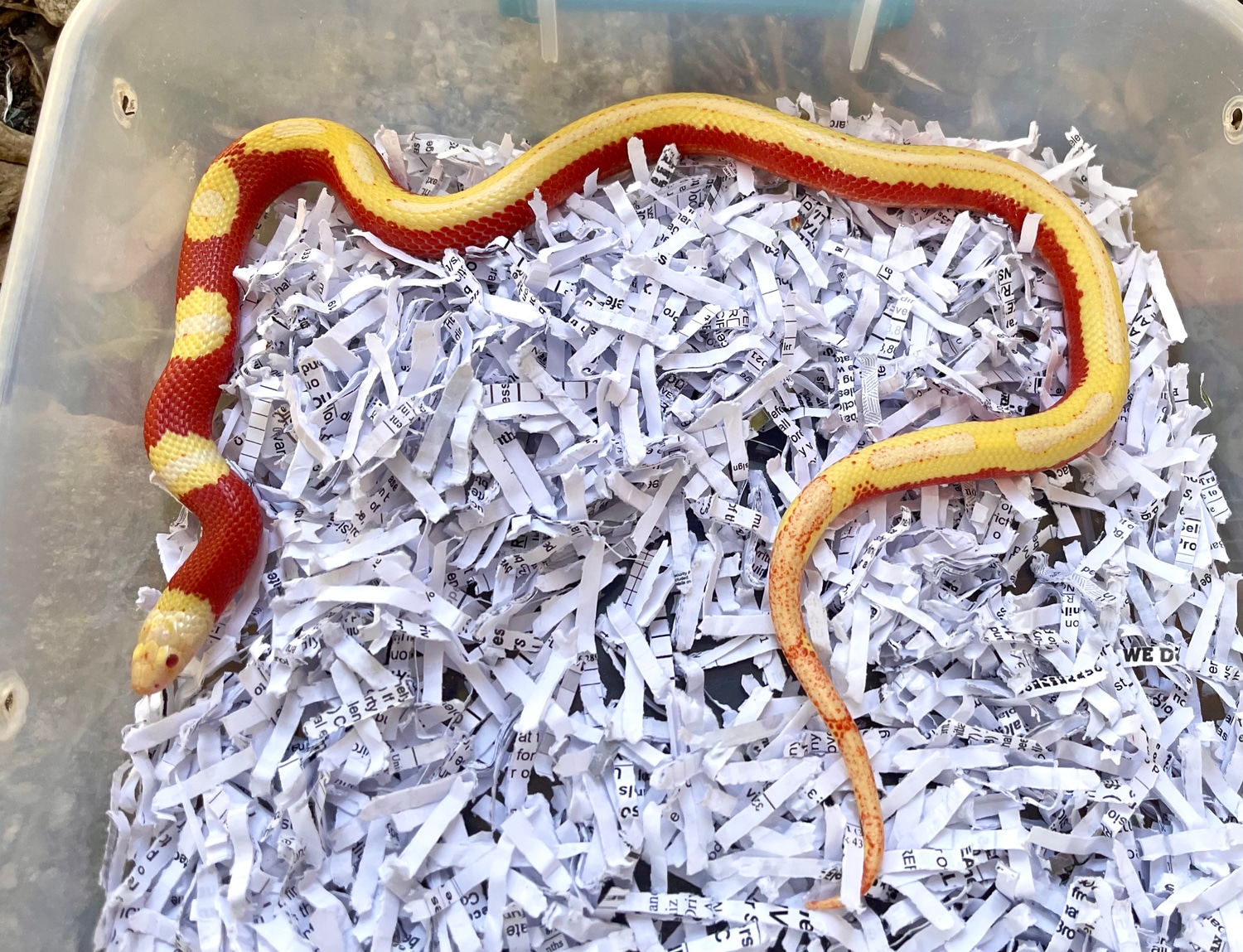 Albino Splotched/Aberrant Nelson's Milk Snake by Adam Chesla Reptiles ...