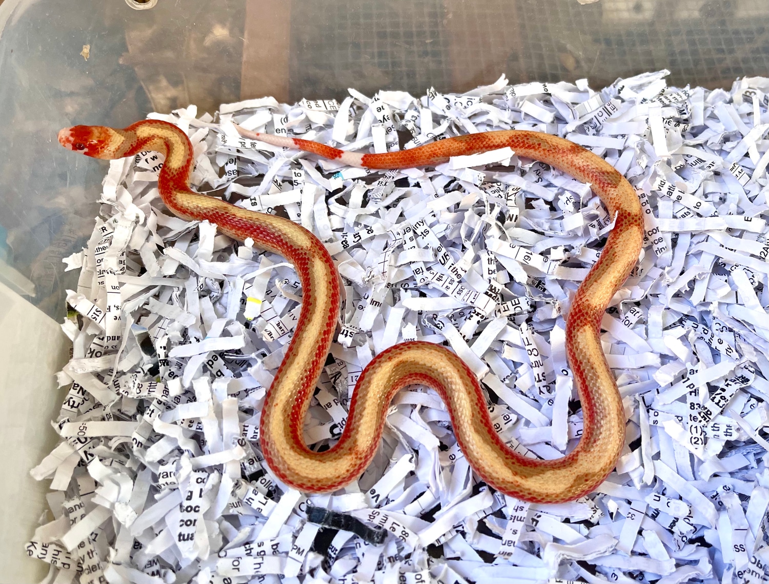 T+ Albino Splotched/aberrant Nelson's Milk Snake by Adam Chesla ...