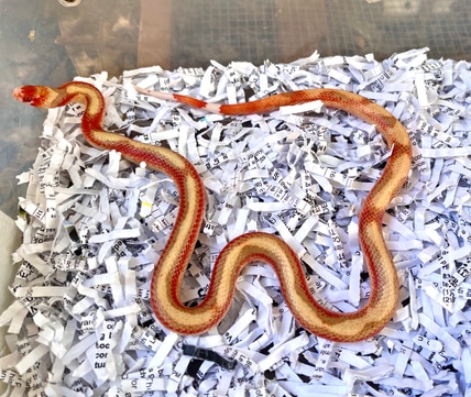 Unique/New Morph? Albino Male And His Daughter Nelson's Milk Snake by ...
