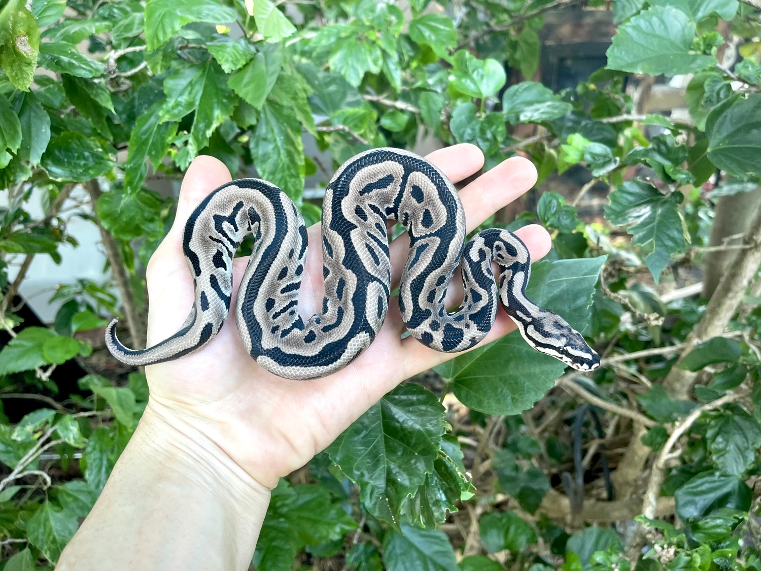 VPI Axanthic Spotnose Leopard Ball Python by Adam Chesla Reptiles ...