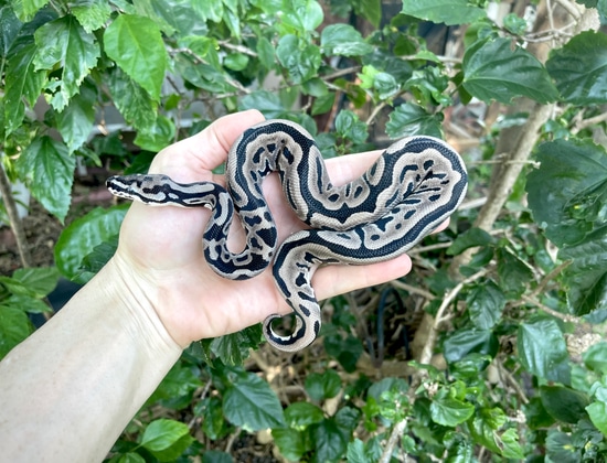 VPI Axanthic Spotnose Leopard Ball Python by Adam Chesla Reptiles ...