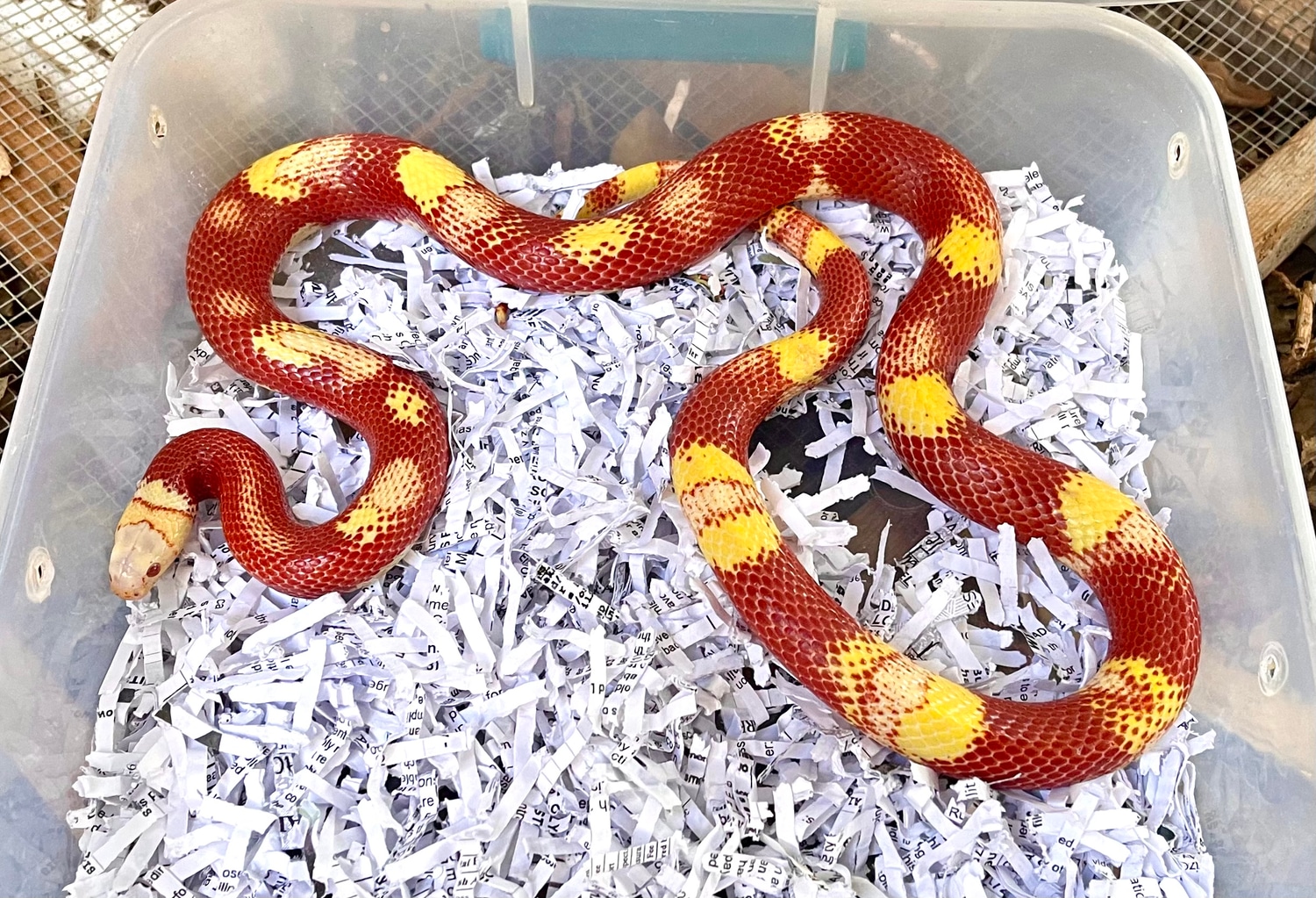 Unique/New Morph? Albino Male And His Daughter Nelson's Milk Snake by Adam Chesla Reptiles ...
