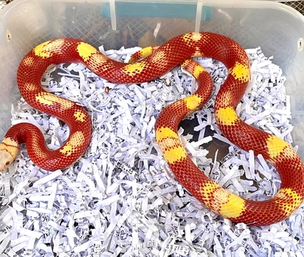 T+ Albino Splotched/aberrant Nelson's Milk Snake by Adam Chesla ...