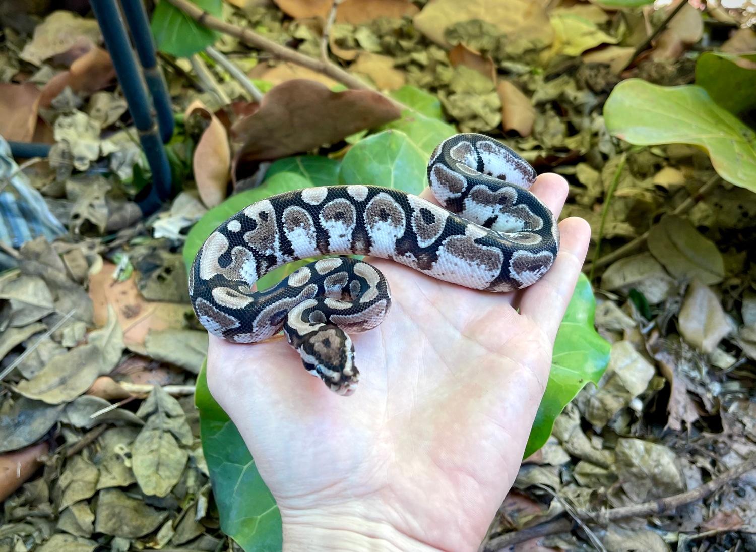 VPI Axanthic Calico Spotnose Ball Python by Adam Chesla Reptiles ...