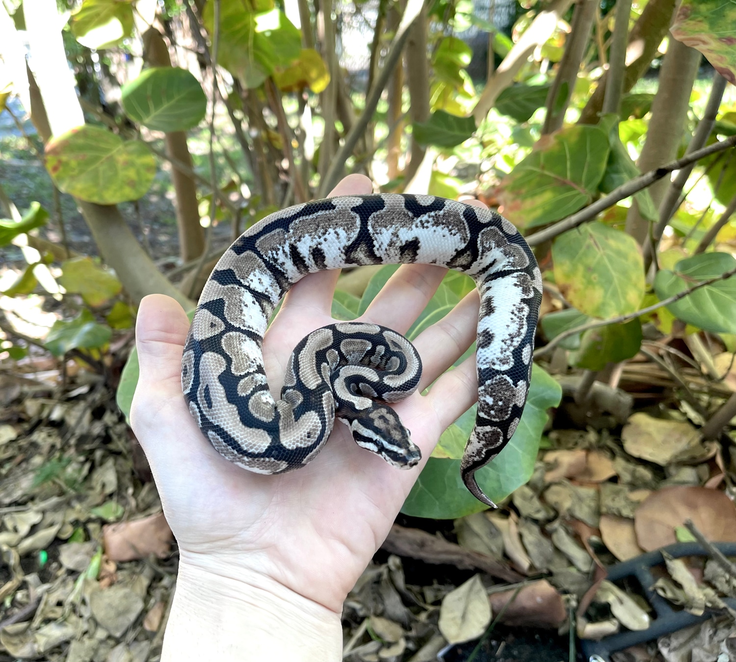 VPI Axanthic Calico Spotnose Ball Python by Adam Chesla Reptiles ...