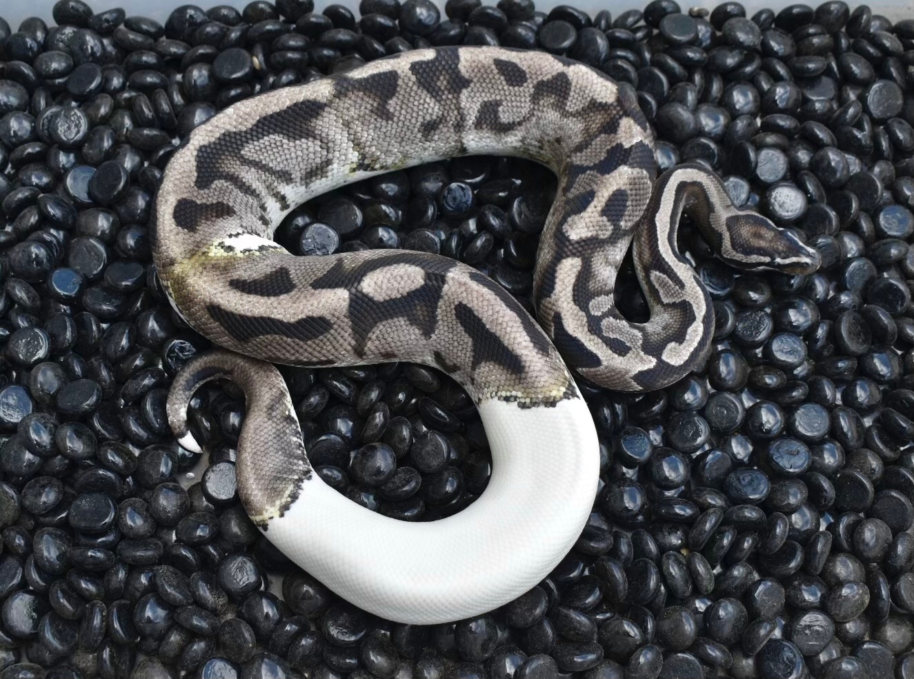 VPI AXANTHIC PIED POSS LEOPARD - Proven Breeder! Ball Python by Adam ...