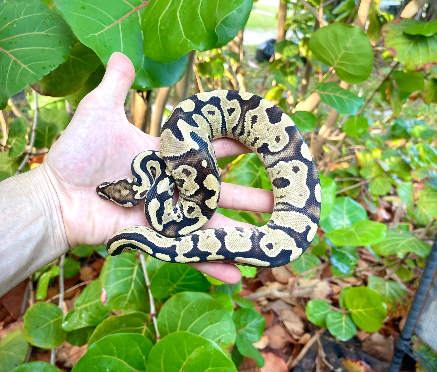 Vanilla/Fire 100% Het VPI Axanthic Pied Ball Python by Adam Chesla ...