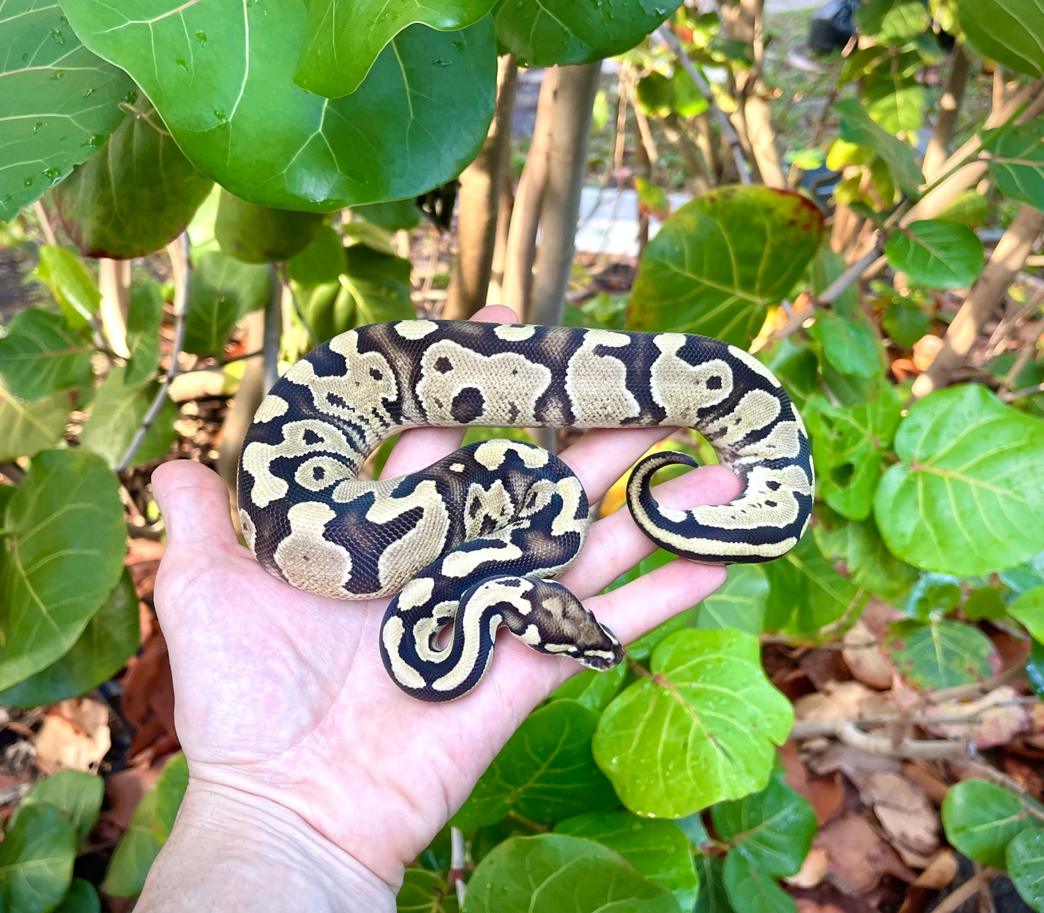 Vanilla/Fire 100% Het VPI Axanthic Pied Ball Python by Adam Chesla ...
