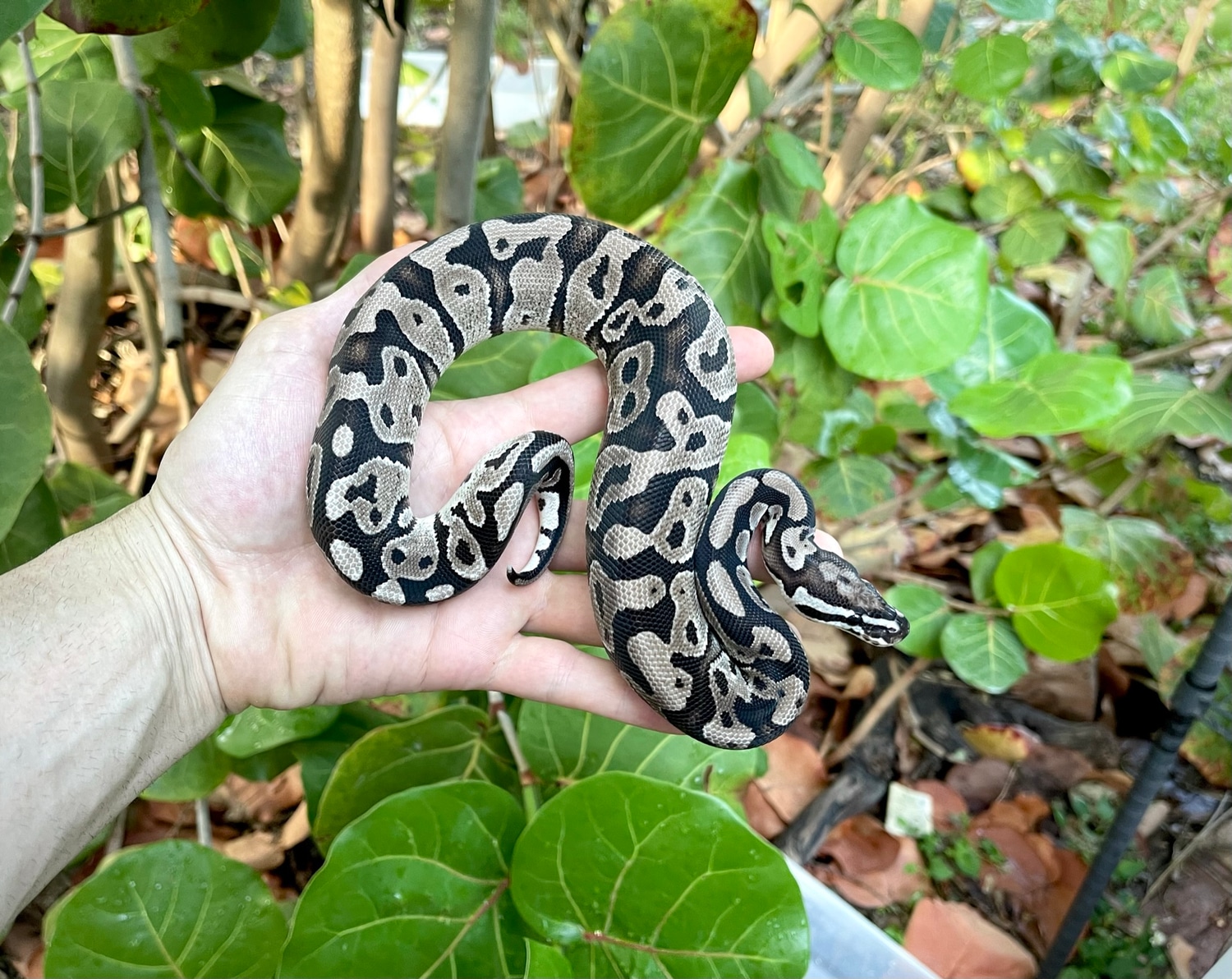VPI Axanthic Vanilla/Fire 100% Het Pied Ball Python by Adam Chesla ...