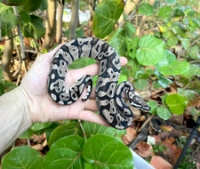 VPI Axanthic Vanilla/Fire 100% Het Pied Ball Python by Adam Chesla ...