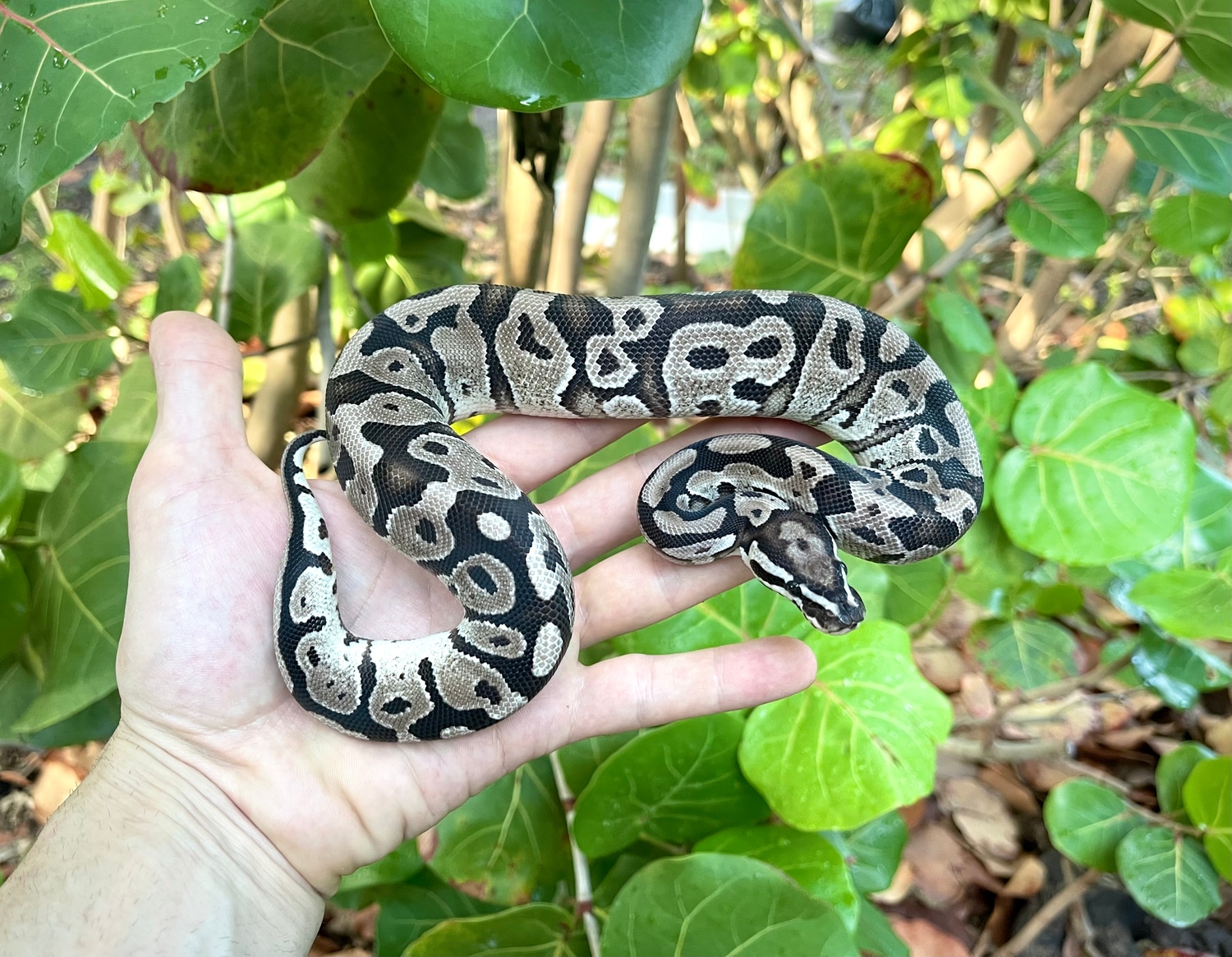 VPI Axanthic Vanilla/Fire 100% Het Pied Ball Python by Adam Chesla ...