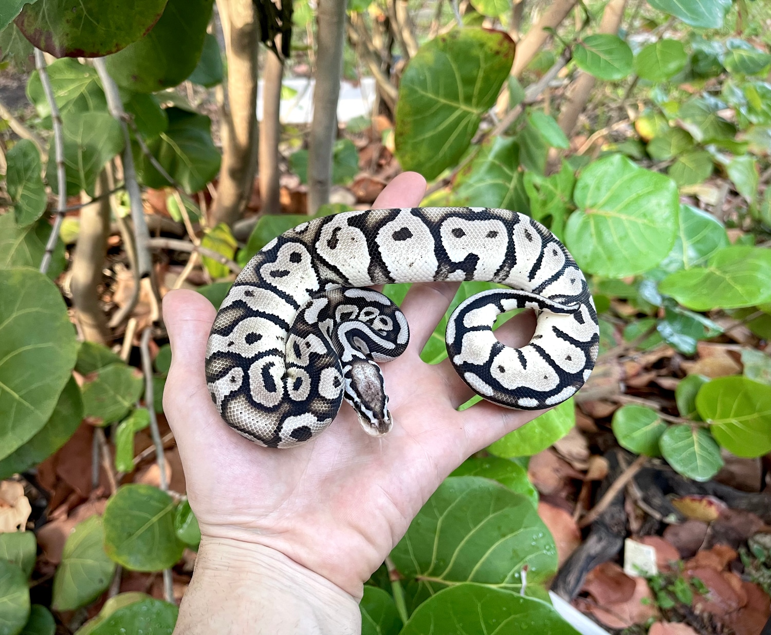 VPI Axanthic Vanilla/Fire Pastel Ball Python by Adam Chesla Reptiles ...