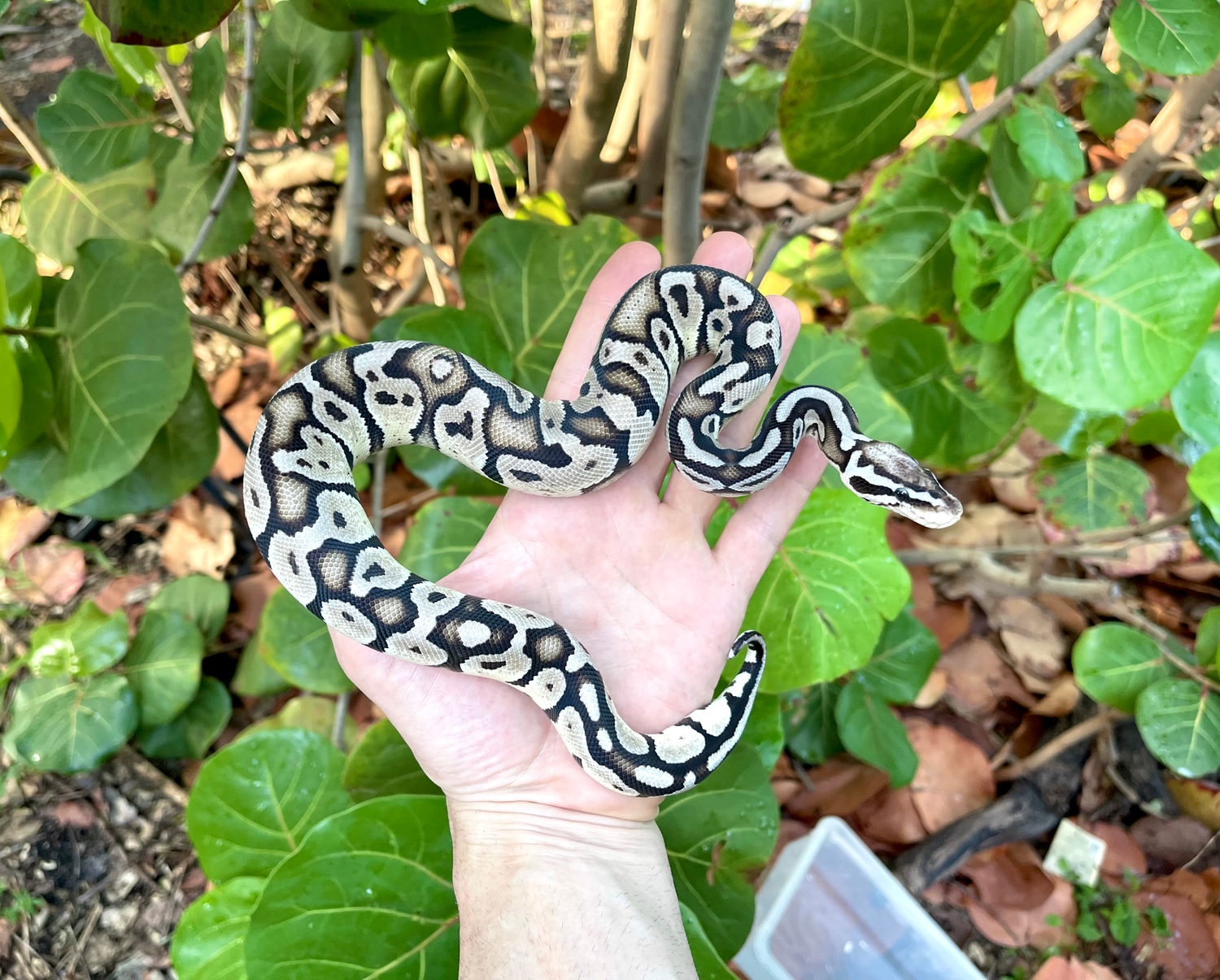 VPI Axanthic Vanilla/Fire Pastel Ball Python by Adam Chesla Reptiles ...