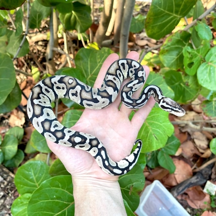 Clown Mahogany Leopard Ball Python by Adam Chesla Reptiles - MorphMarket