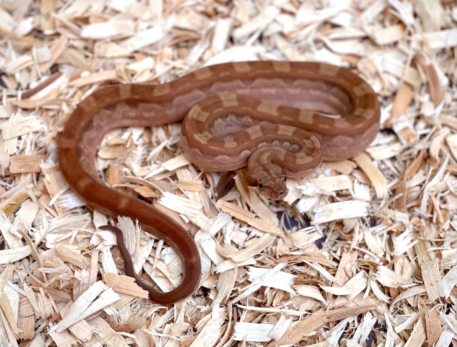 CA T+ Albino Aztec Motley Boa Constrictor by Adam Chesla Reptiles ...