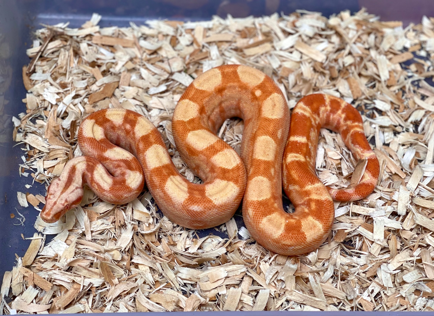 Purple Sharp Sunglow Keltic Boa Constrictor by Adam Chesla Reptiles ...