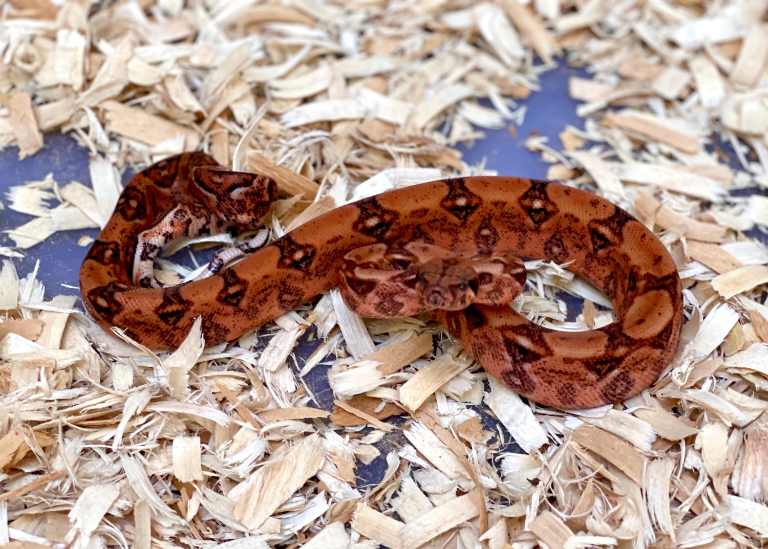 Blood 66% Het Leopard Boa Constrictor by Adam Chesla Reptiles - MorphMarket