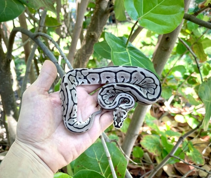 VPI Axanthic Fire/Vanilla Leopard Pastel Ball Python by Adam Chesla ...