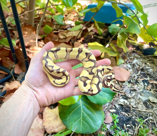 Super OD Fire Enchi Ball Python by Adam Chesla Reptiles