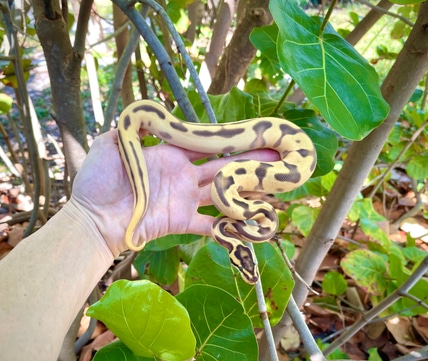 VPI Axanthic Fire/Vanilla Leopard Pastel Ball Python by Adam Chesla ...