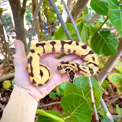 VPI Axanthic Spotnose Leopard Ball Python by Adam Chesla Reptiles ...