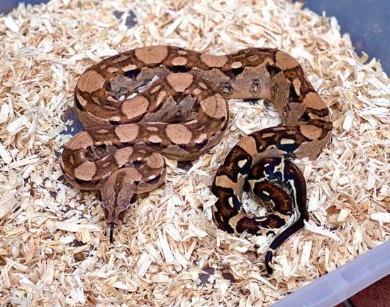 Cherry Pastel Aztec Jungle 100% Het Sharp Albino Boa Constrictor by ...