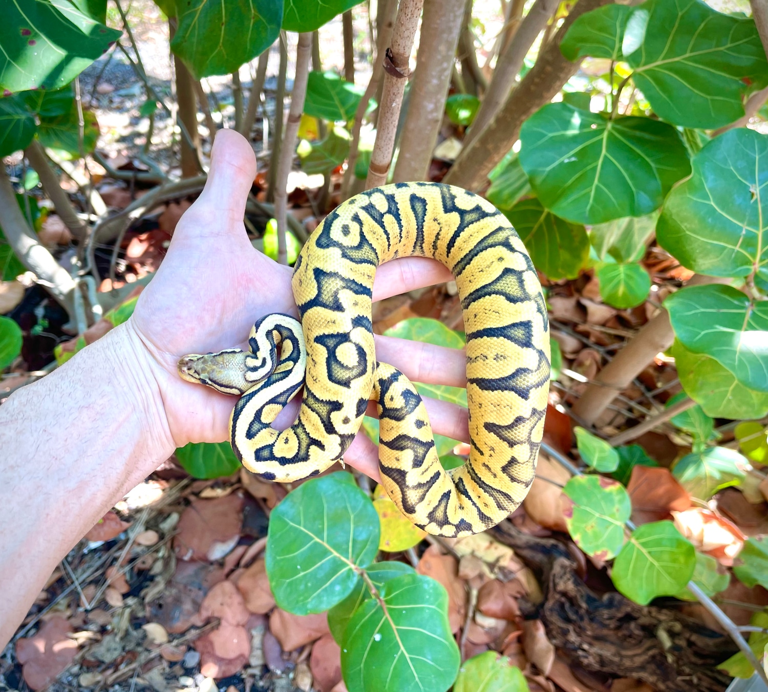 Zebra Ghost Super Pastel Ball Python by Adam Chesla Reptiles - MorphMarket