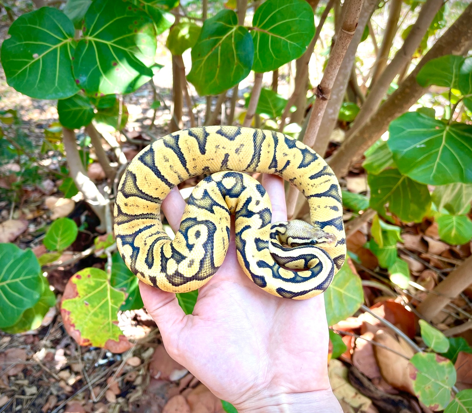 Zebra Ghost Super Pastel Ball Python by Adam Chesla Reptiles - MorphMarket