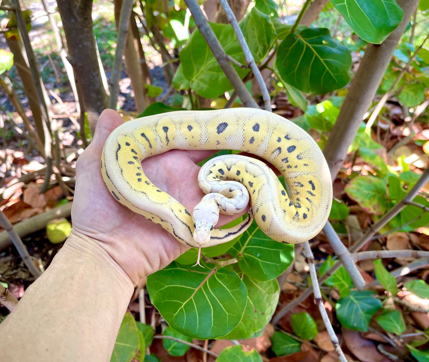 Super Pastel Desert Ghost Clown Ball Python by Adam Chesla Reptiles - MorphMarket