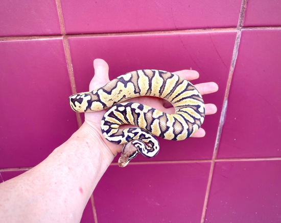 Zebra Russo Pastel Ball Python by Adam Chesla Reptiles