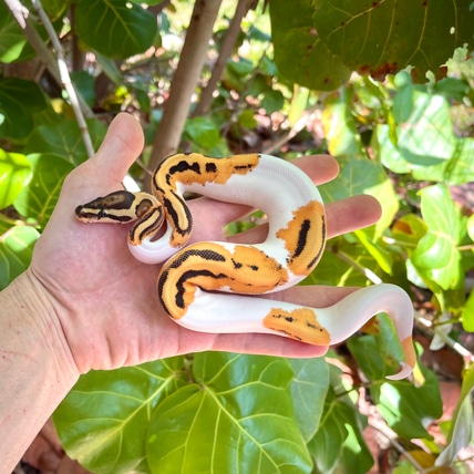 VPI AXANTHIC PIED POSS LEOPARD - Proven Breeder! Ball Python by Adam ...